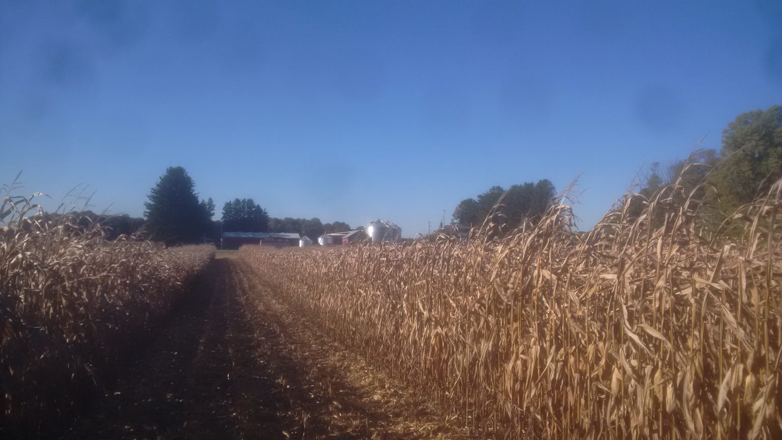 2019 Corn Seasonal Summary – Field Crop News