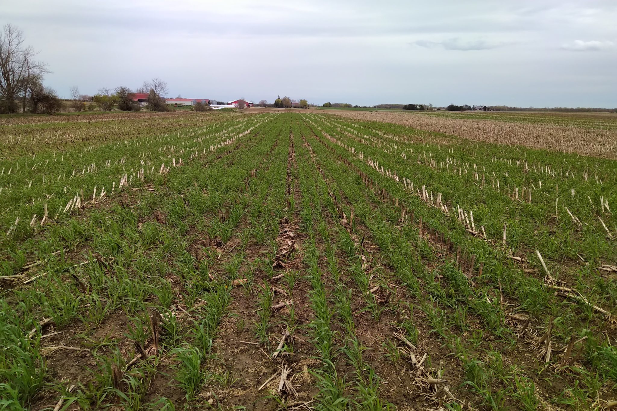 To plant green or to plant brown? Rye cover crop termination timing ...
