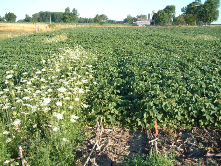 Wild carrot biology and control – Field Crop News