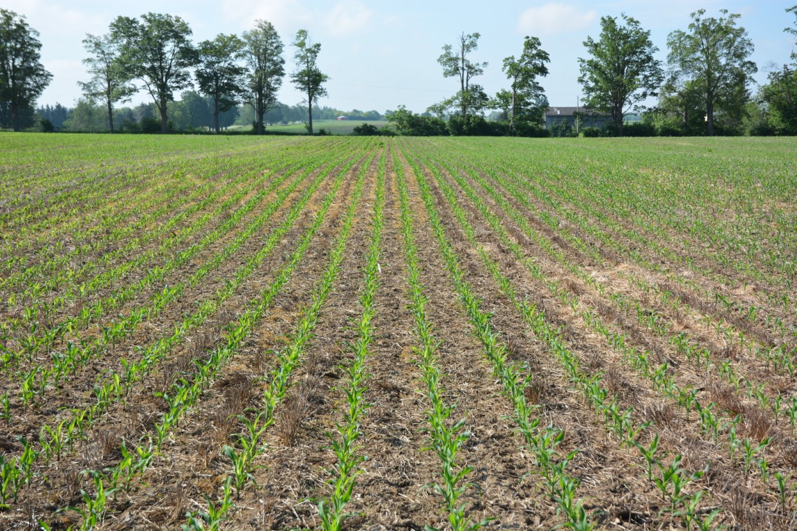 Agronomy Guide For Field Crops – Corn – No Till and Other ...