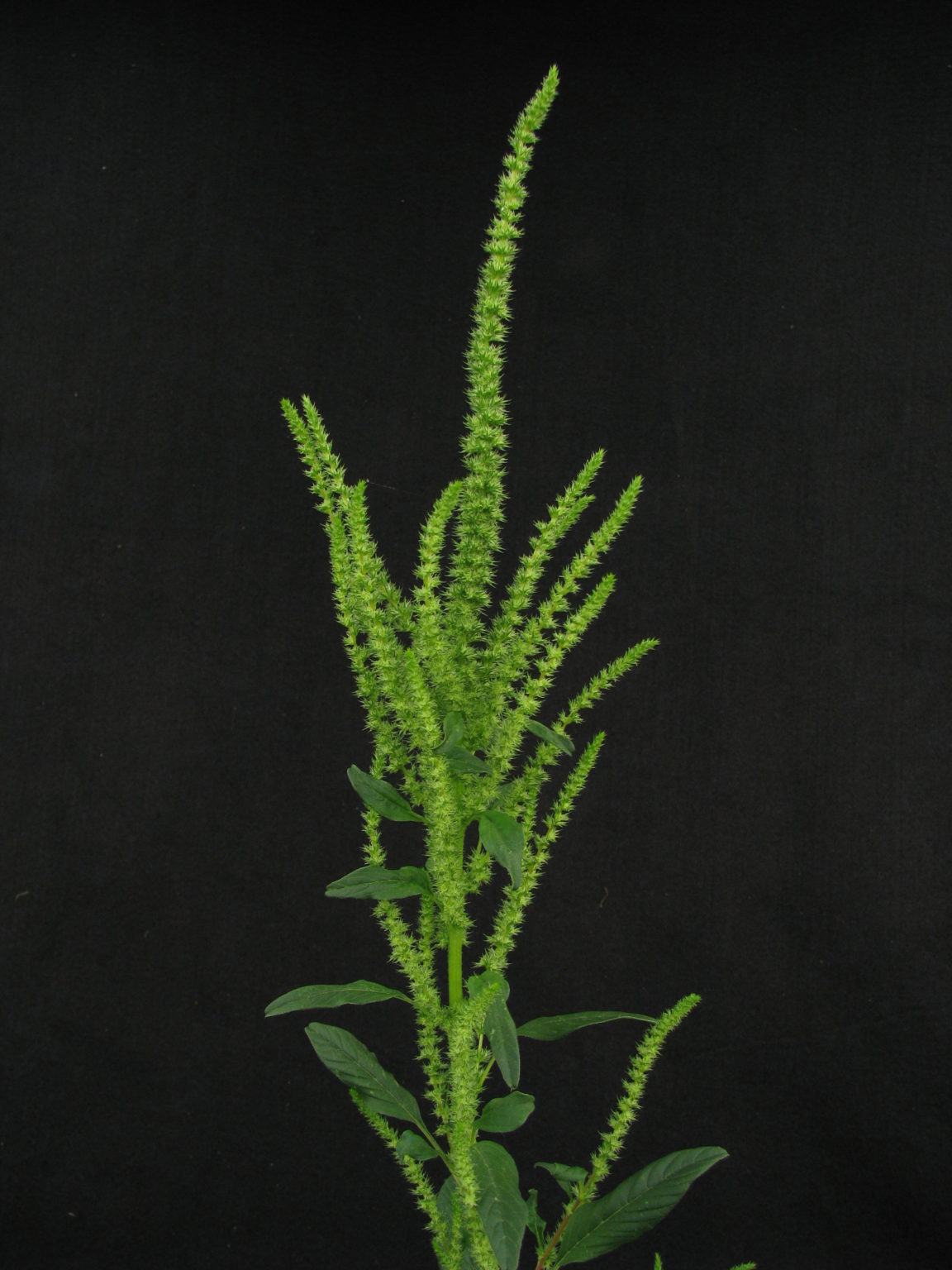 Waterhemp: biology and control – Field Crop News