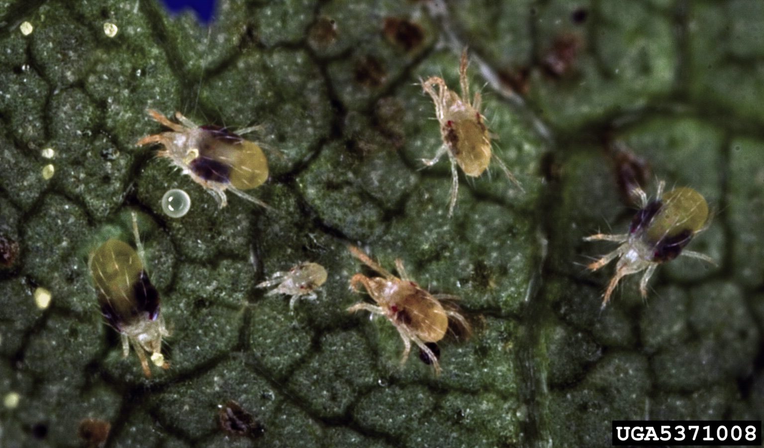 Spidermites Are Thriving in 2020 – Be Vigilant – Field Crop News
