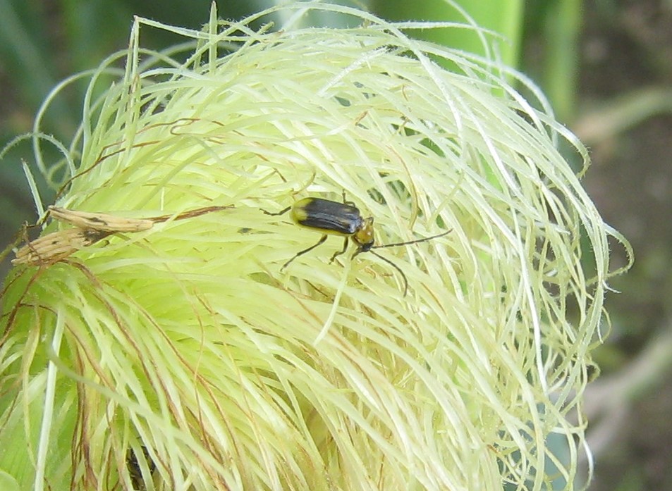 Seeing Lots of Rootworm Adults in Rootworm Bt Fields? Let Us Know ...
