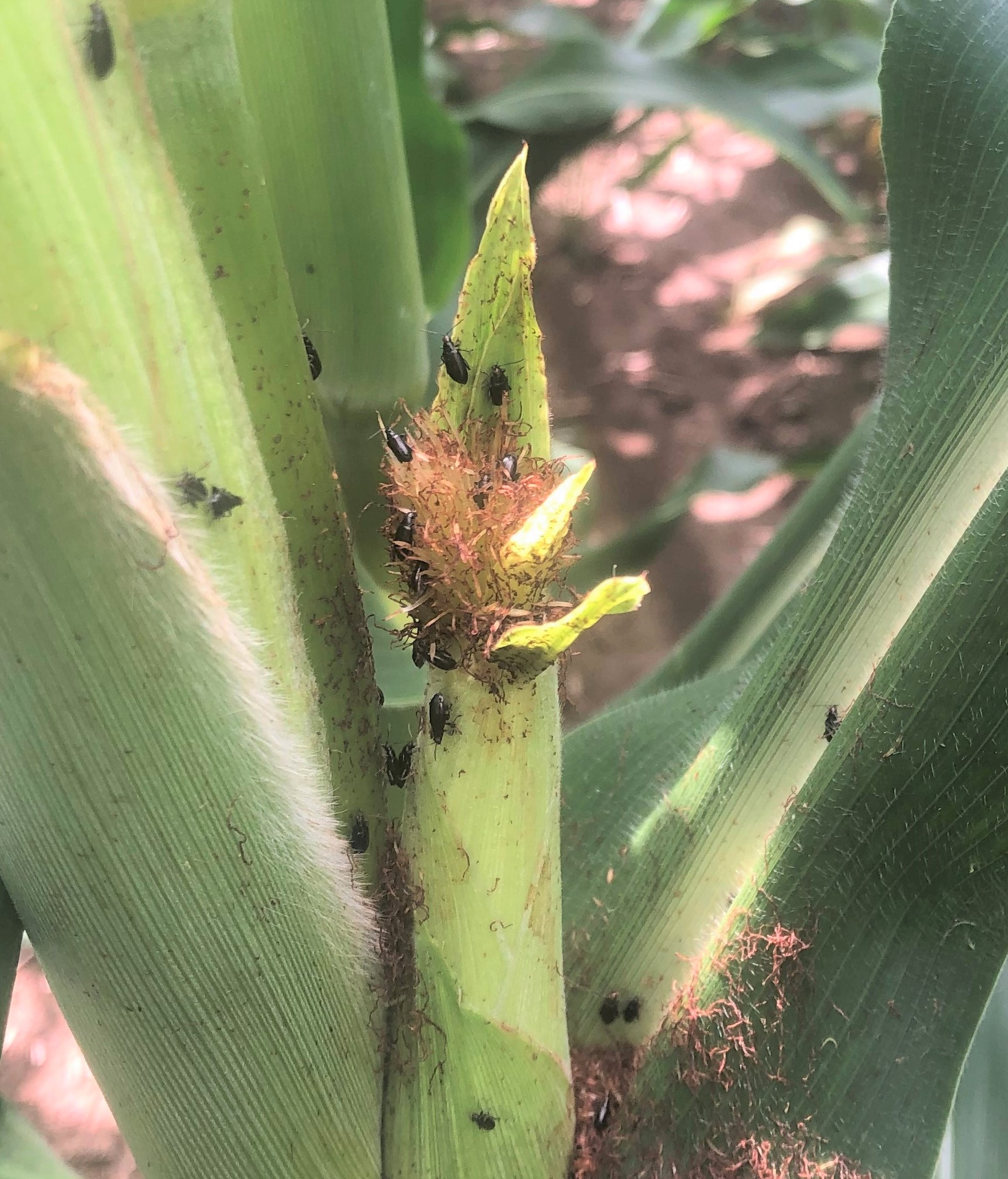 Silk Clippers – Watch Out for These Three Culprits – Field Crop News