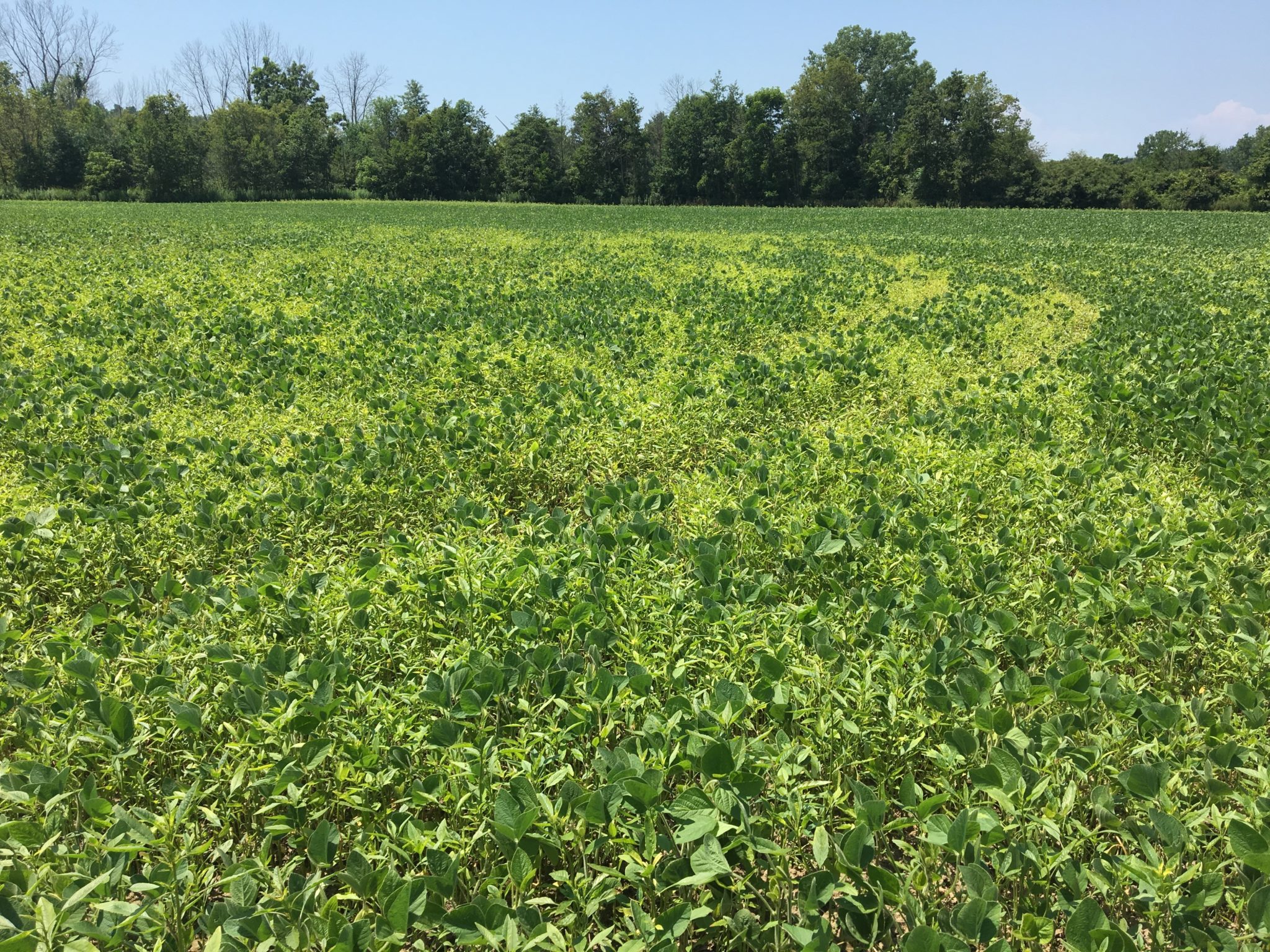 Waterhemp: biology and control – Field Crop News