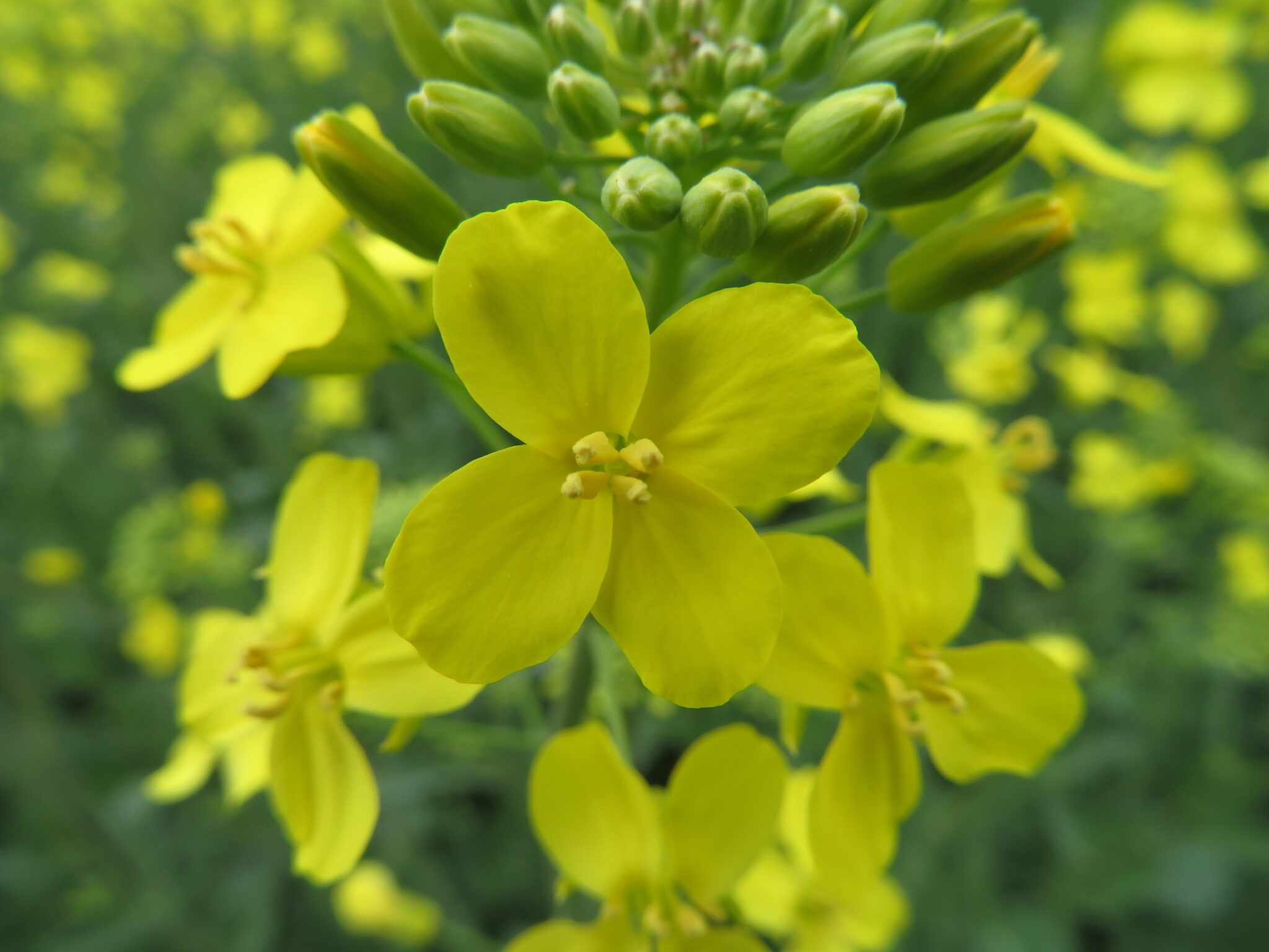 Should I apply foliar boron to flowering canola? – Field Crop News