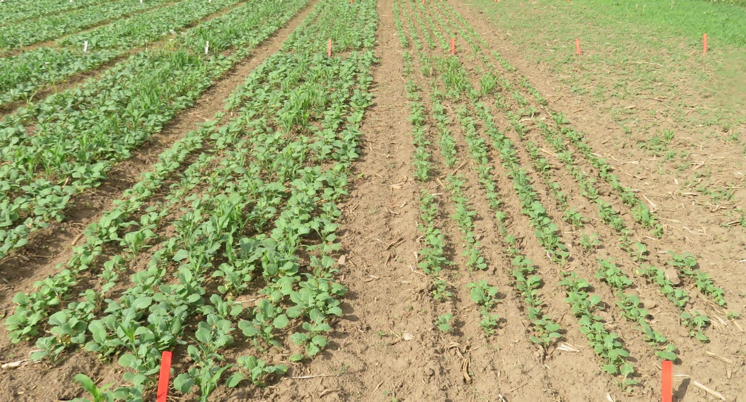 Preparing for Seeding of Winter Canola – Field Crop News