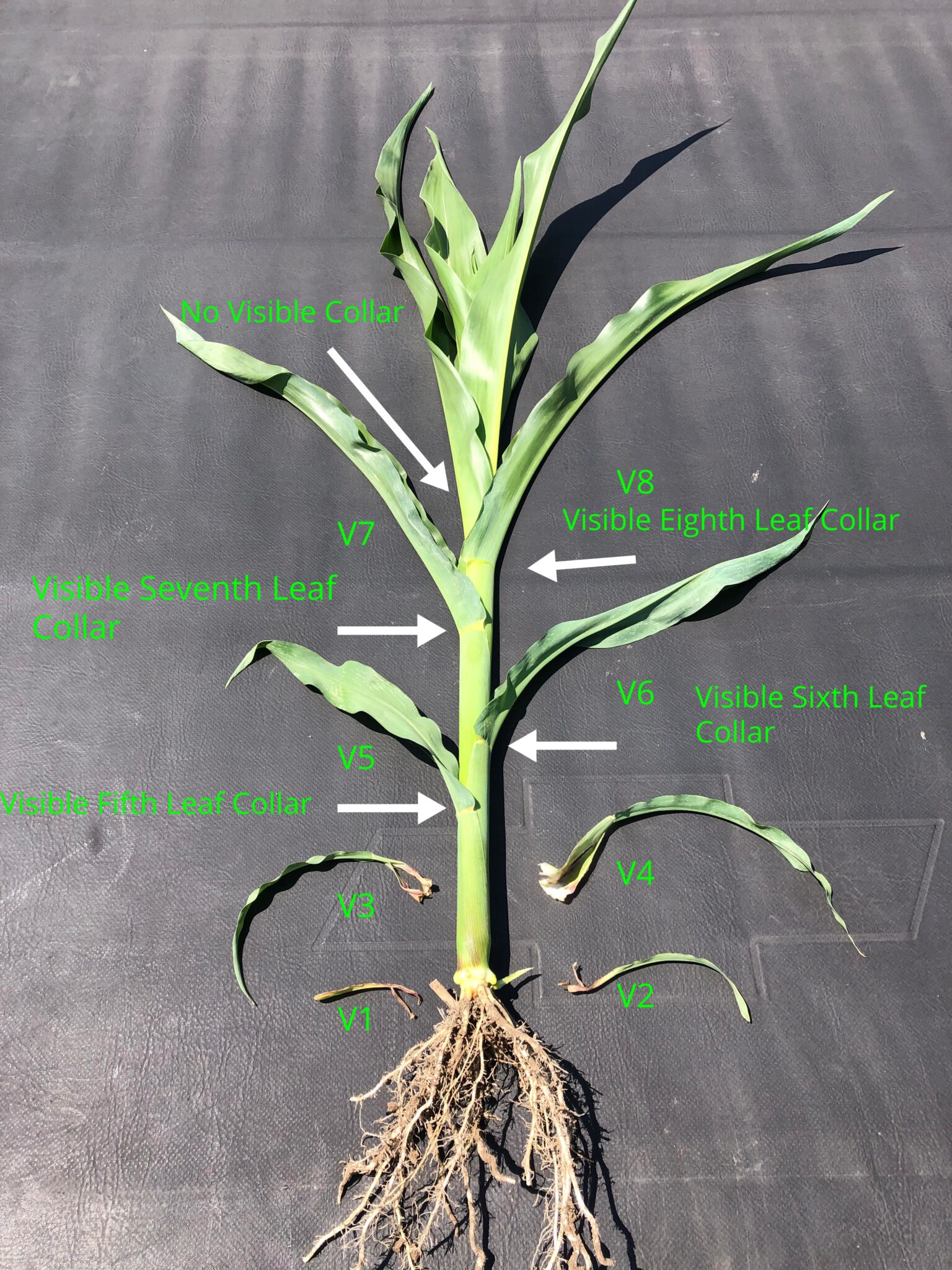 Agronomy Guide For Field Crops – Corn Development – Staging Corn Plants – Field Crop News