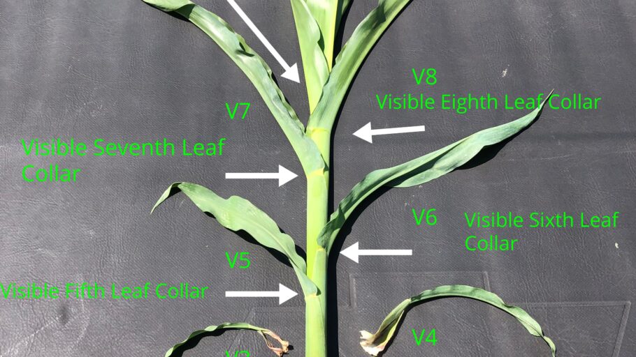 Agronomy Guide For Field Crops – Corn Development – Staging Corn Plants ...