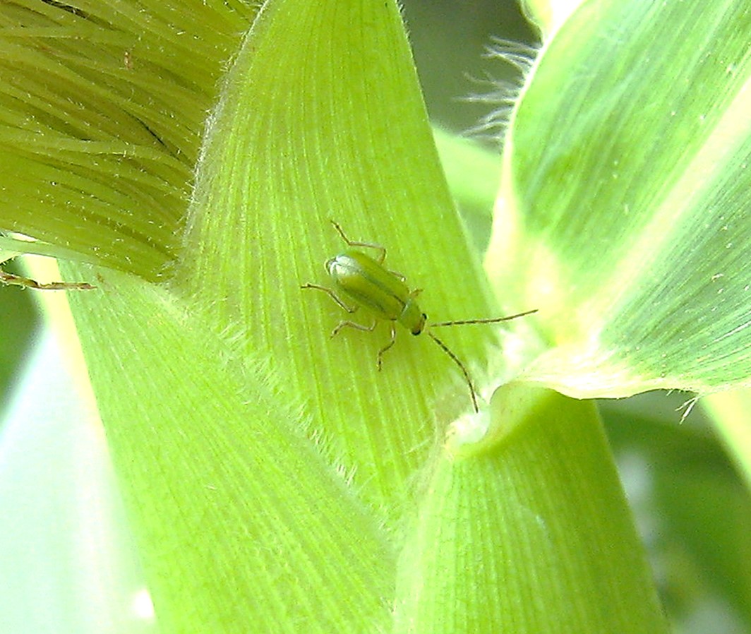 Scouting Guidelines to Determine Possible Rootworm Resistance – Field ...