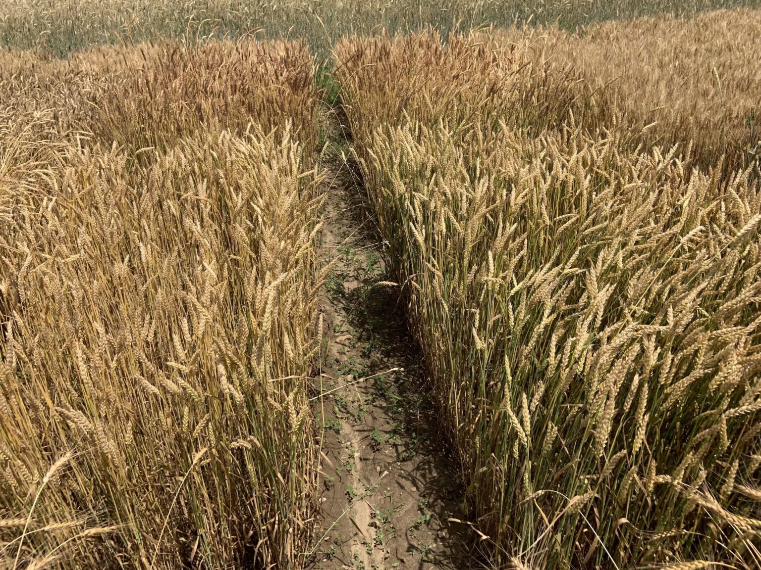 Identifying Phosphorus Use Efficiency Traits in Winter Wheat – Field ...