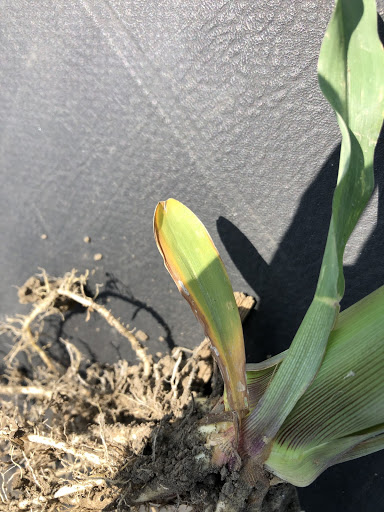 Have You Been Accurately Staging Your Corn Plants in Later Vegetative ...