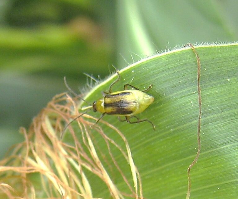 Introducing the New Adult Corn Rootworm Trap Network – Trap ...