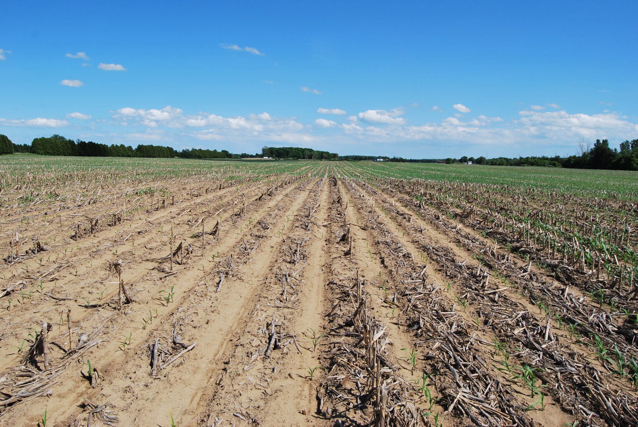 OMAFRA Field Crop Report – September 10, 2020 – Field Crop News