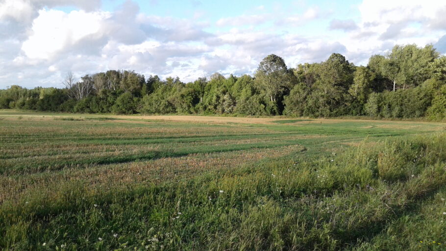 August 2020 Forage Report – Field Crop News