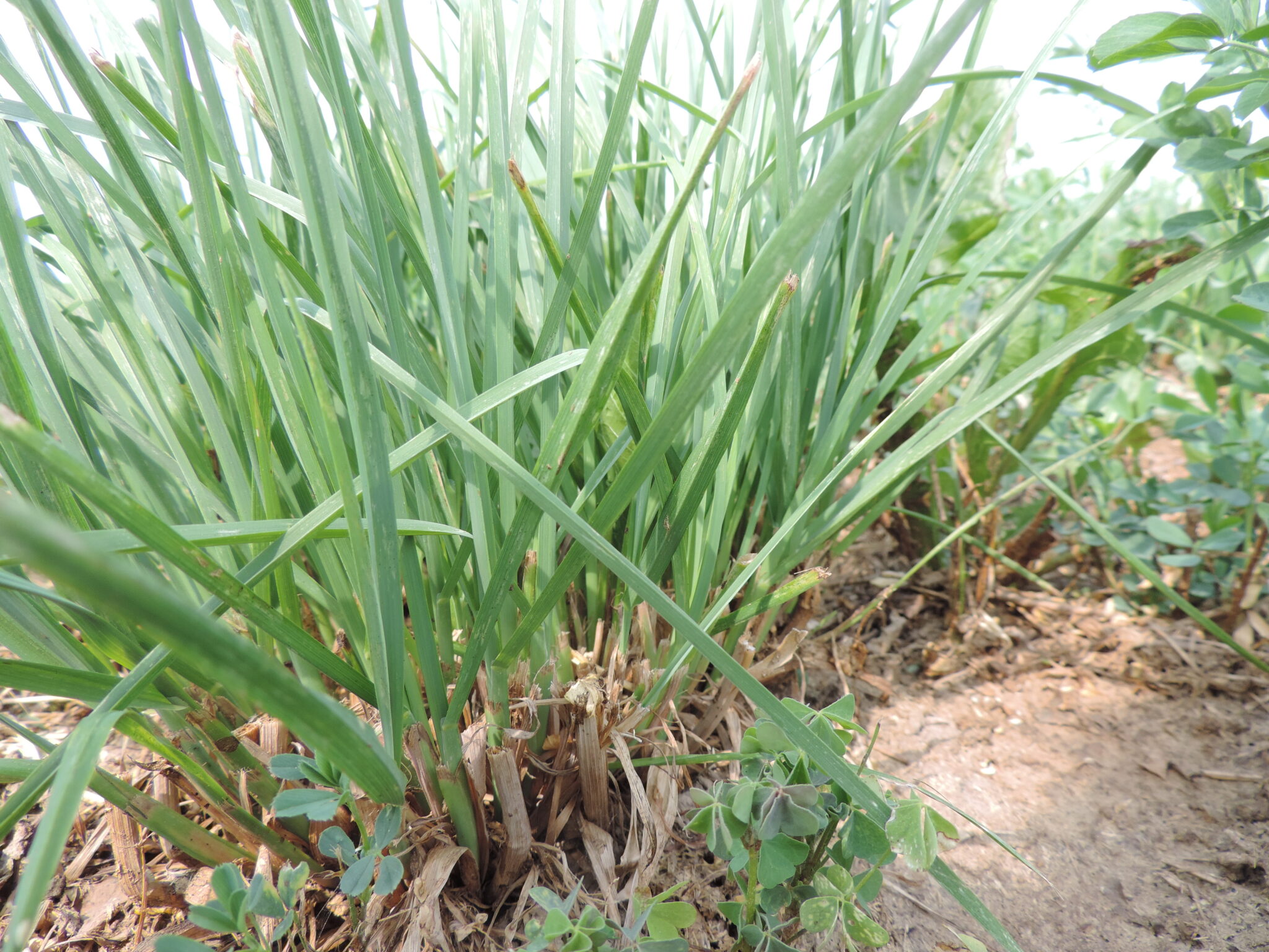 Managing Jointing and Non-Jointing Grasses – Field Crop News