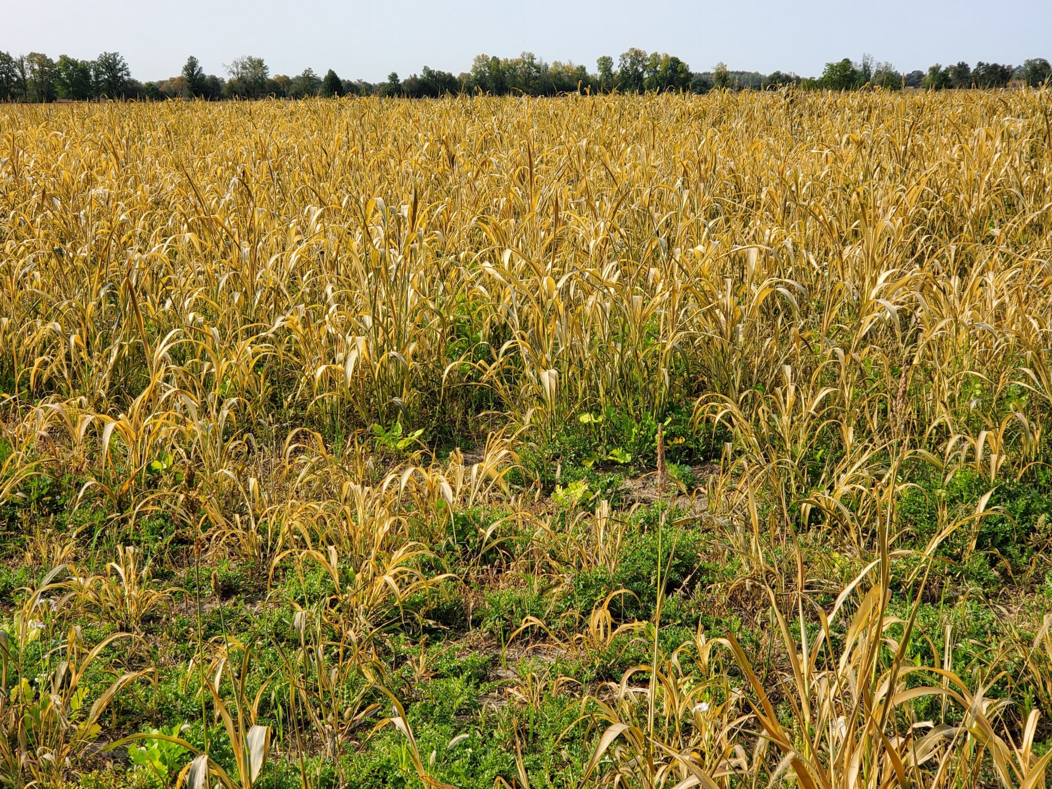 Frost Injury in Sorghum Species – Field Crop News