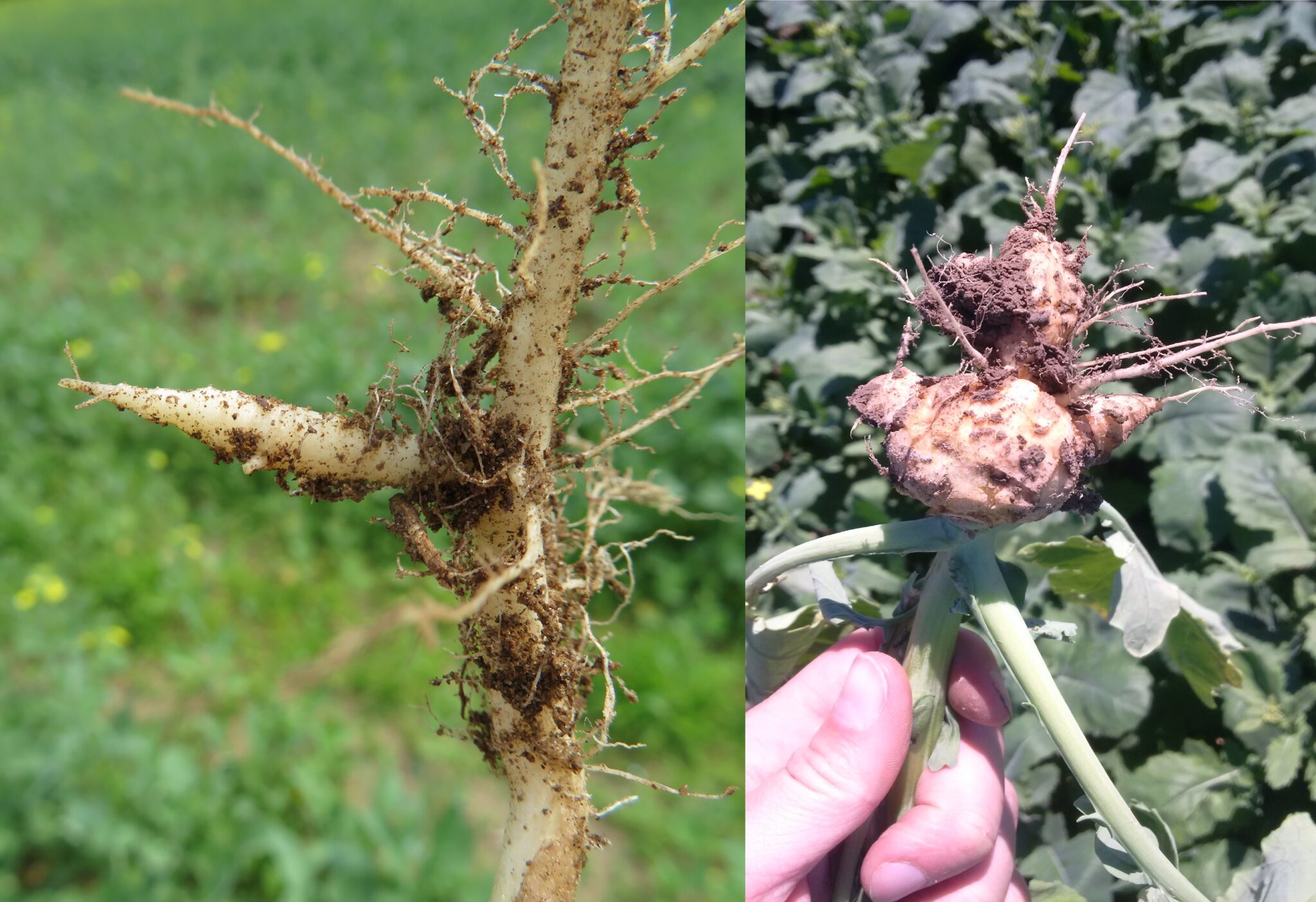 2020 Canola Seasonal Summary – Field Crop News