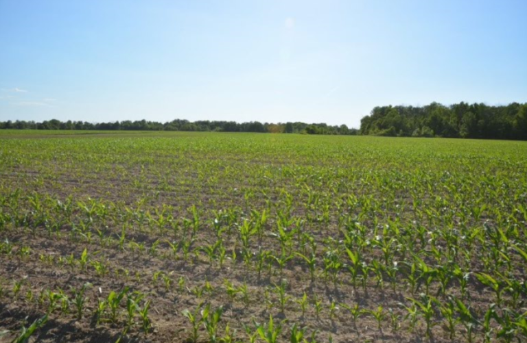 2020 Corn Seasonal Summary – Field Crop News