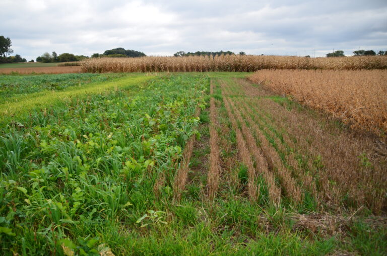 Early Lessons from Ridgetown’s Long-term Cover Crop Trial for Field ...