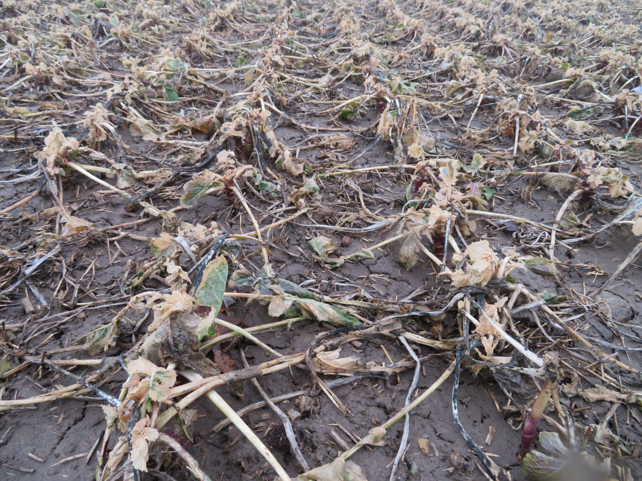 Winter Canola: Plant Survival Assessments and Spring Fertilizer – Field ...