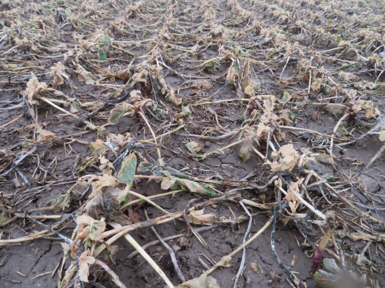 Winter Canola: Plant Survival Assessments and Spring Fertilizer – Field ...