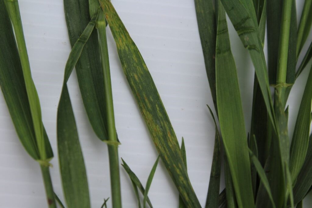 What the Fleck is Wrong With My Wheat? – Field Crop News