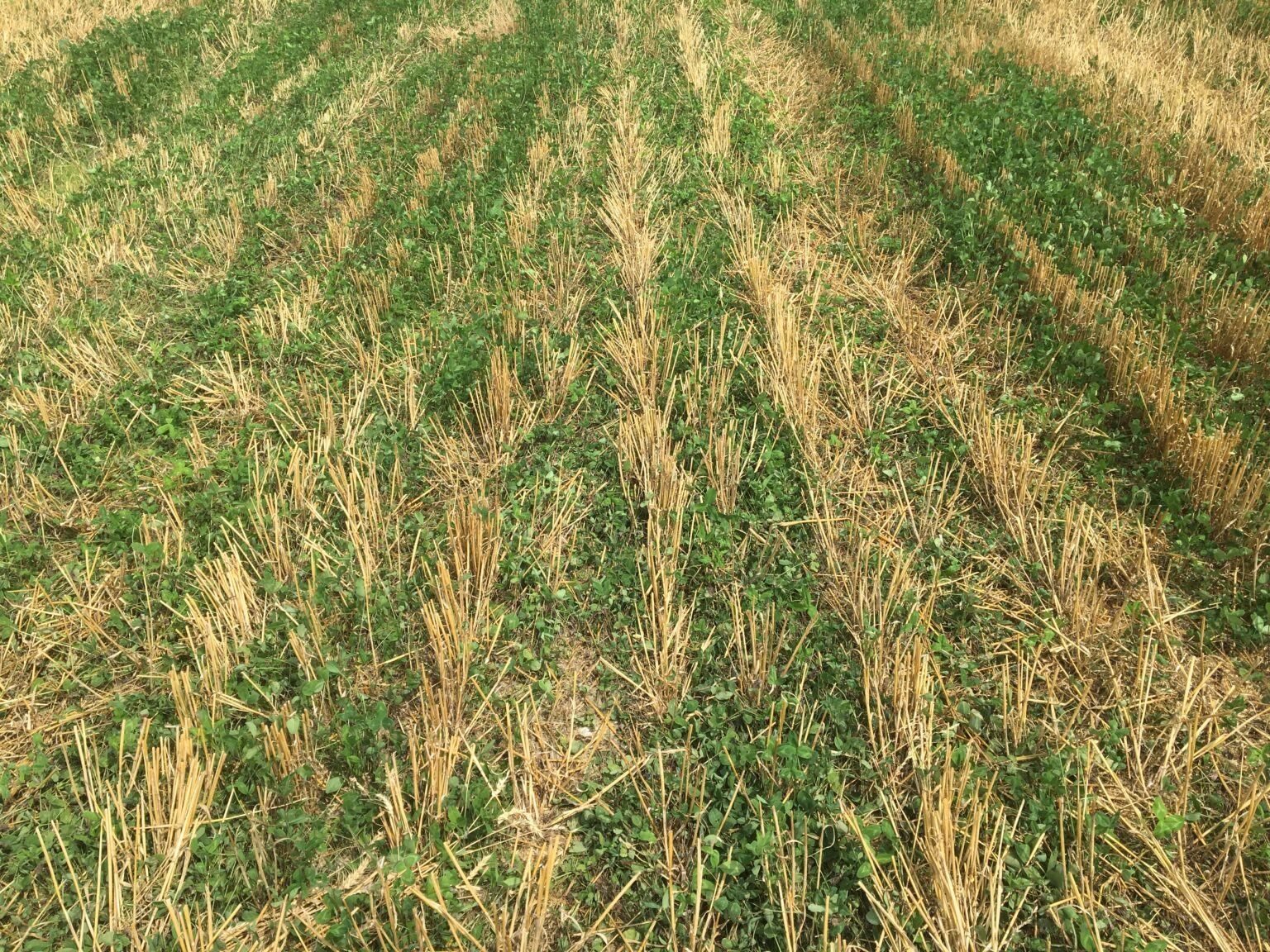 Underseeding Red Clover into Winter Wheat – Field Crop News
