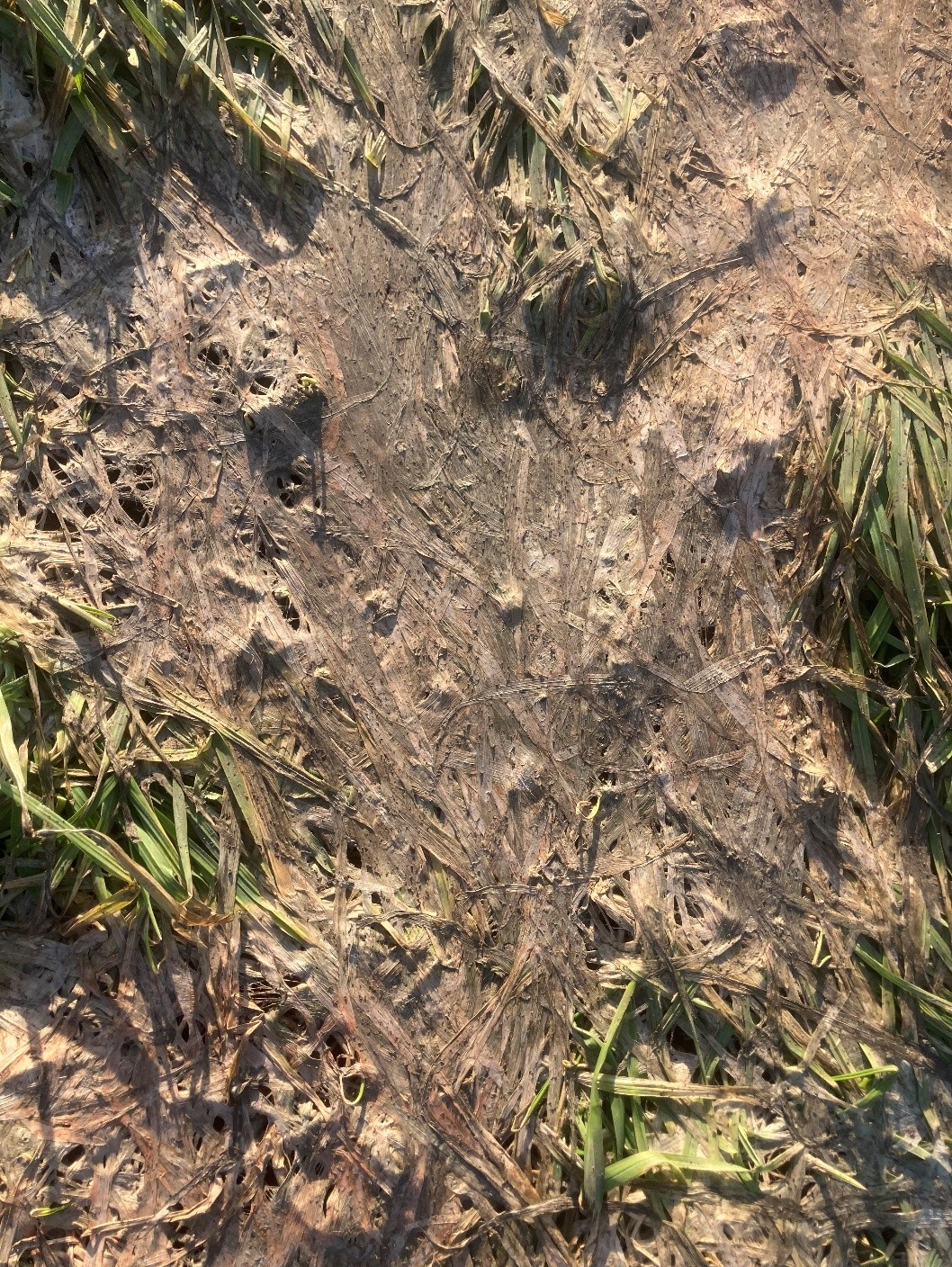 Snow Mould in Ontario Winter Cereal Fields – Field Crop News