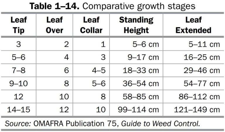 Agronomy Guide For Field Crops – Corn Development – Staging Corn Plants ...