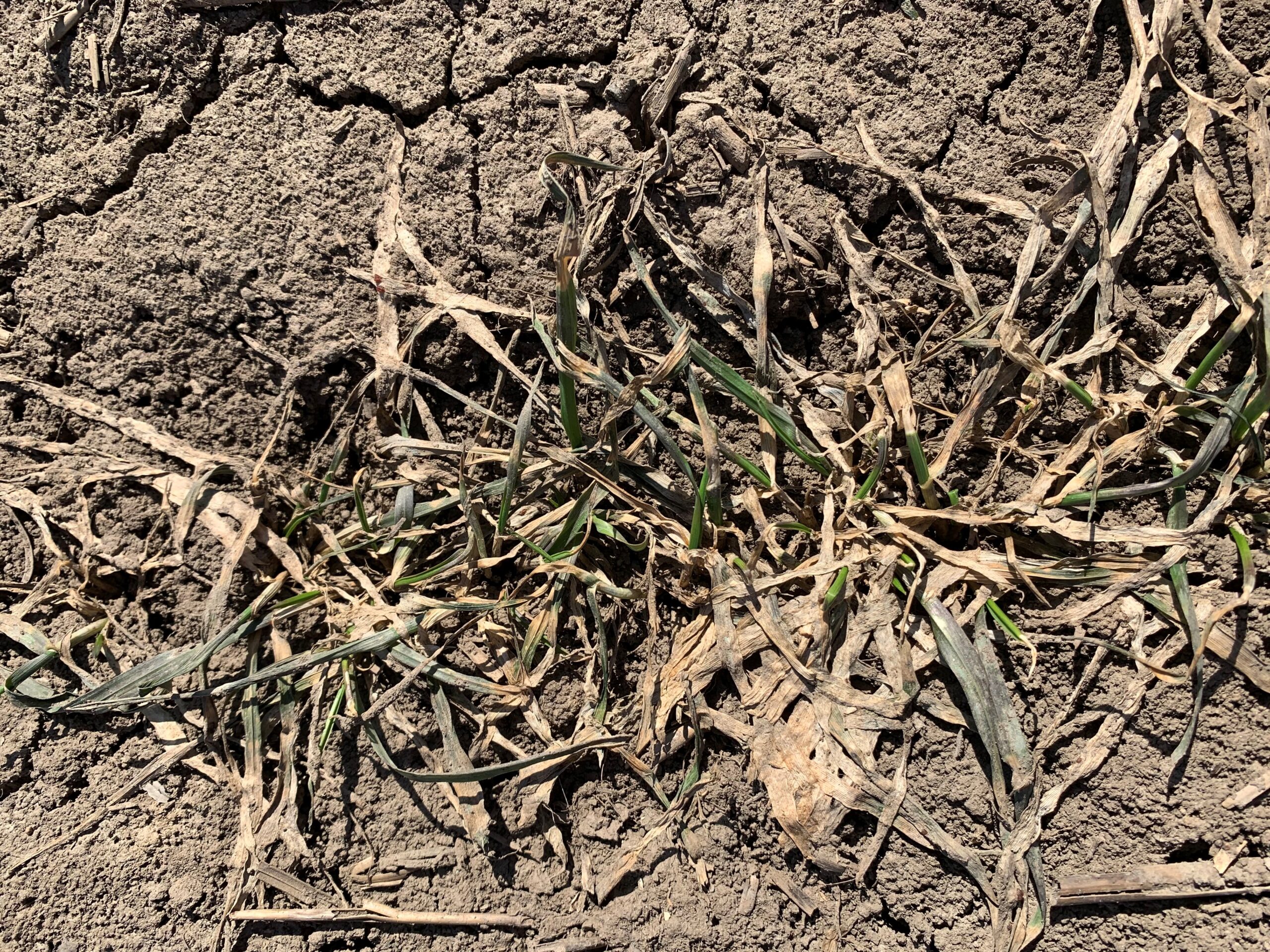 Field Crop News – Ontario Ministry of Agriculture, Food and Rural ...