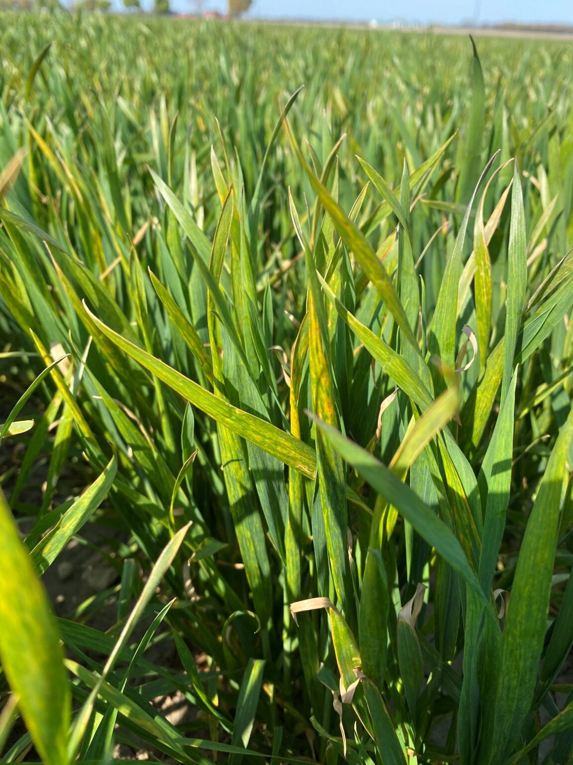 What’s up with Wheat – Diseases – Field Crop News