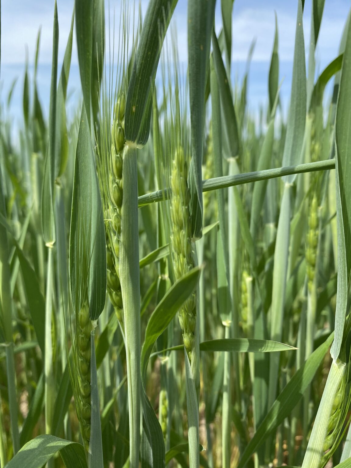 Assessing Winter Wheat Fields for T3 Fungicide Applications – Field ...
