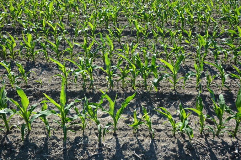 Crop Report – June 16, 2021 – Field Crop News