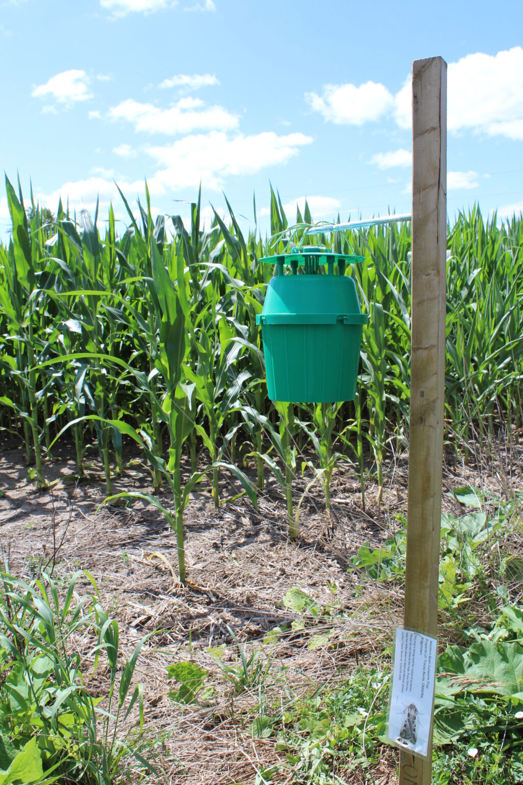 Time to Get Those Western Bean Cutworm Traps Up! – Field Crop News