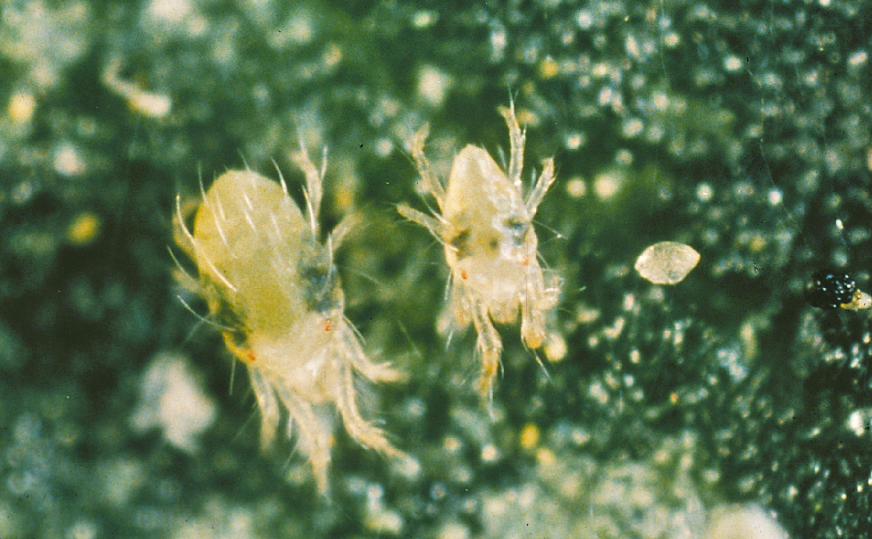 Monitor and Report Spider Mite Resistance in Ontario Soybean and Dry ...