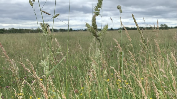 Grazing Livestock and Forage Palatability: How They Go Hand in Hand ...