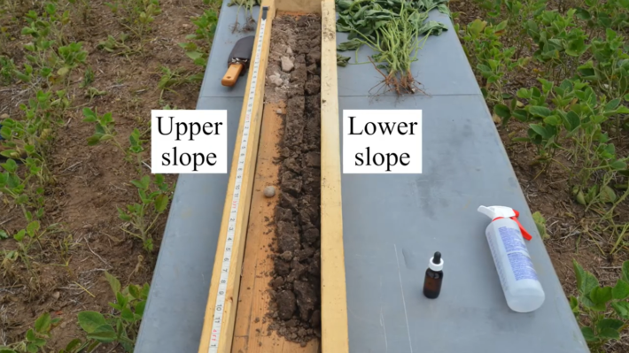 Corn – Field Crop News