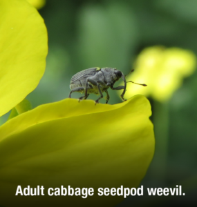 Growing Winter Canola in Ontario — Summer: Manage Pests and Harvest ...