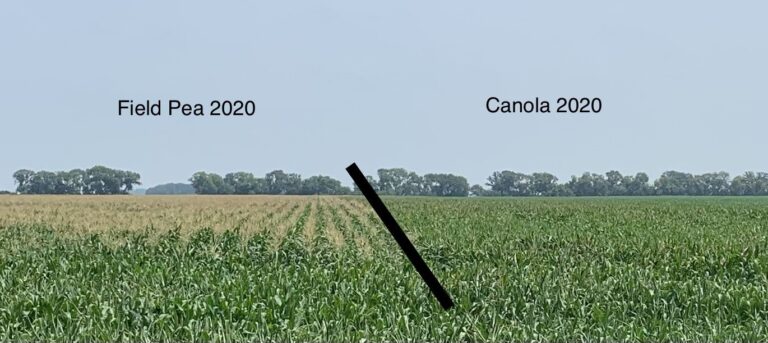 Can I Plant Corn in Rotation After Canola? – Field Crop News