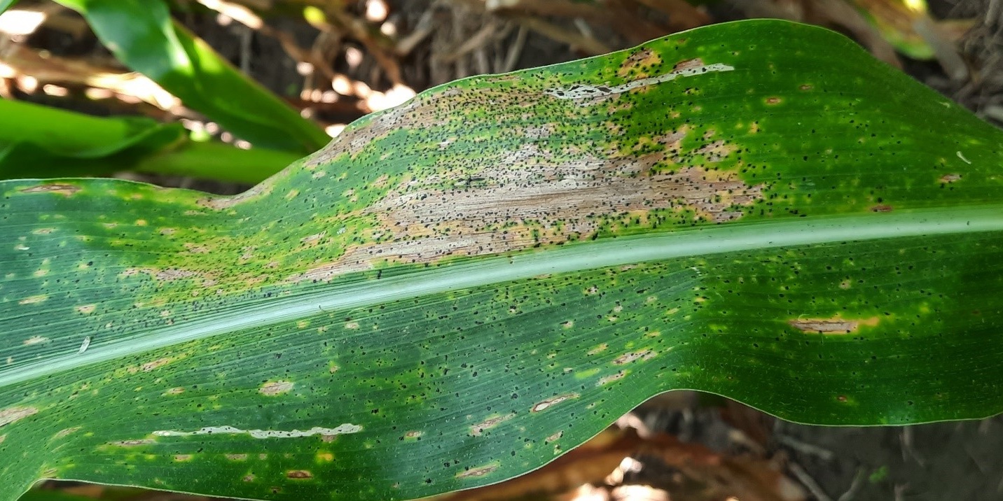 2021 Corn Seasonal Summary – Field Crop News