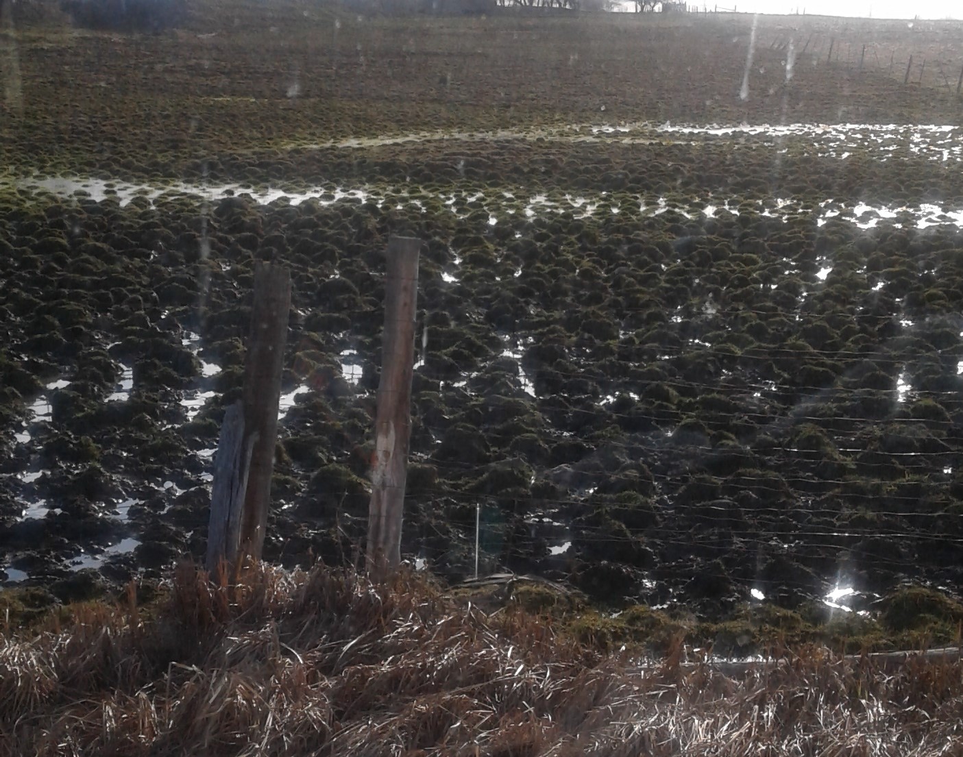 How do I repair pugged pasture? – Field Crop News