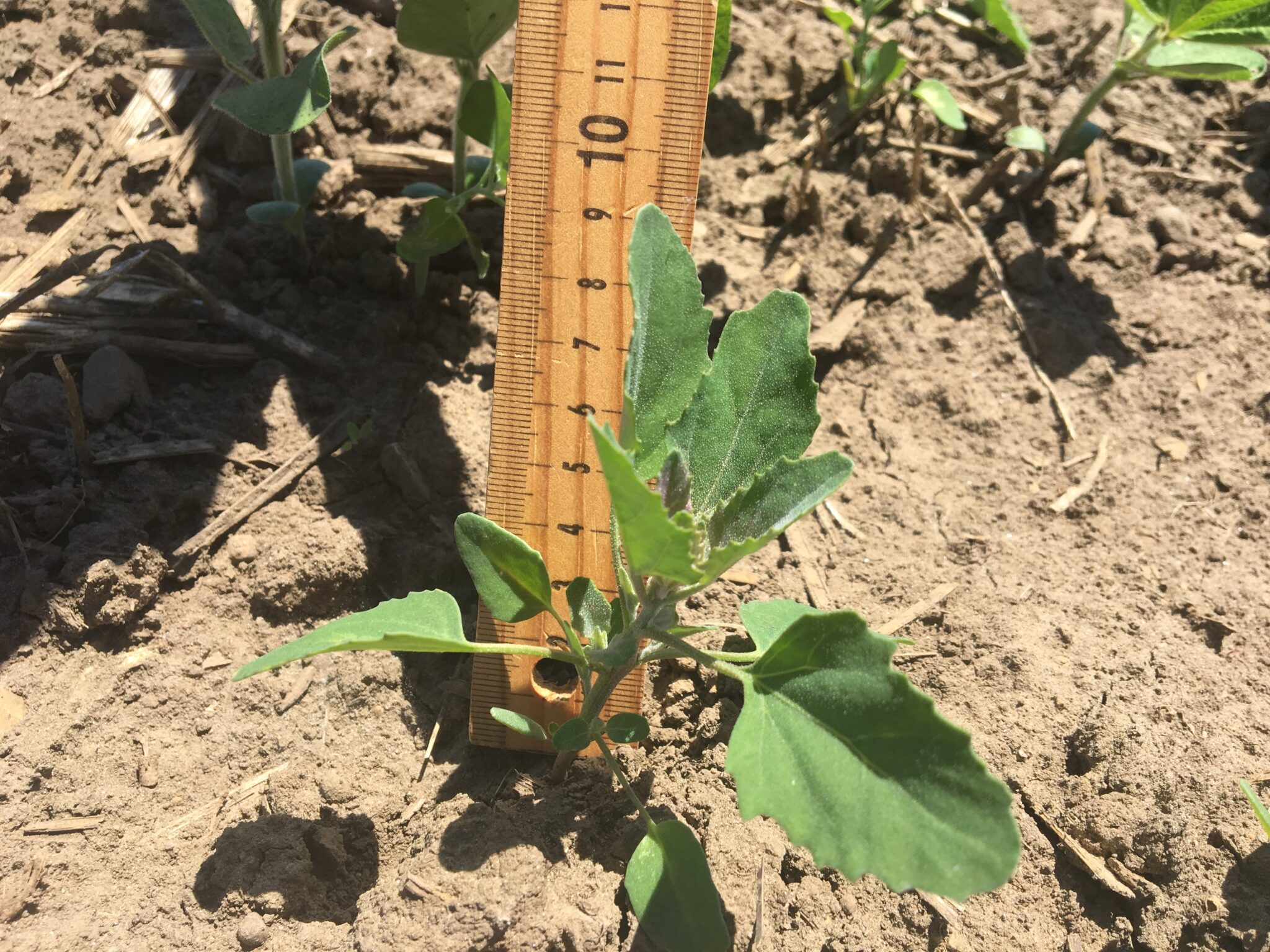 Optimizing the performance of glyphosate in field crops – Field Crop News