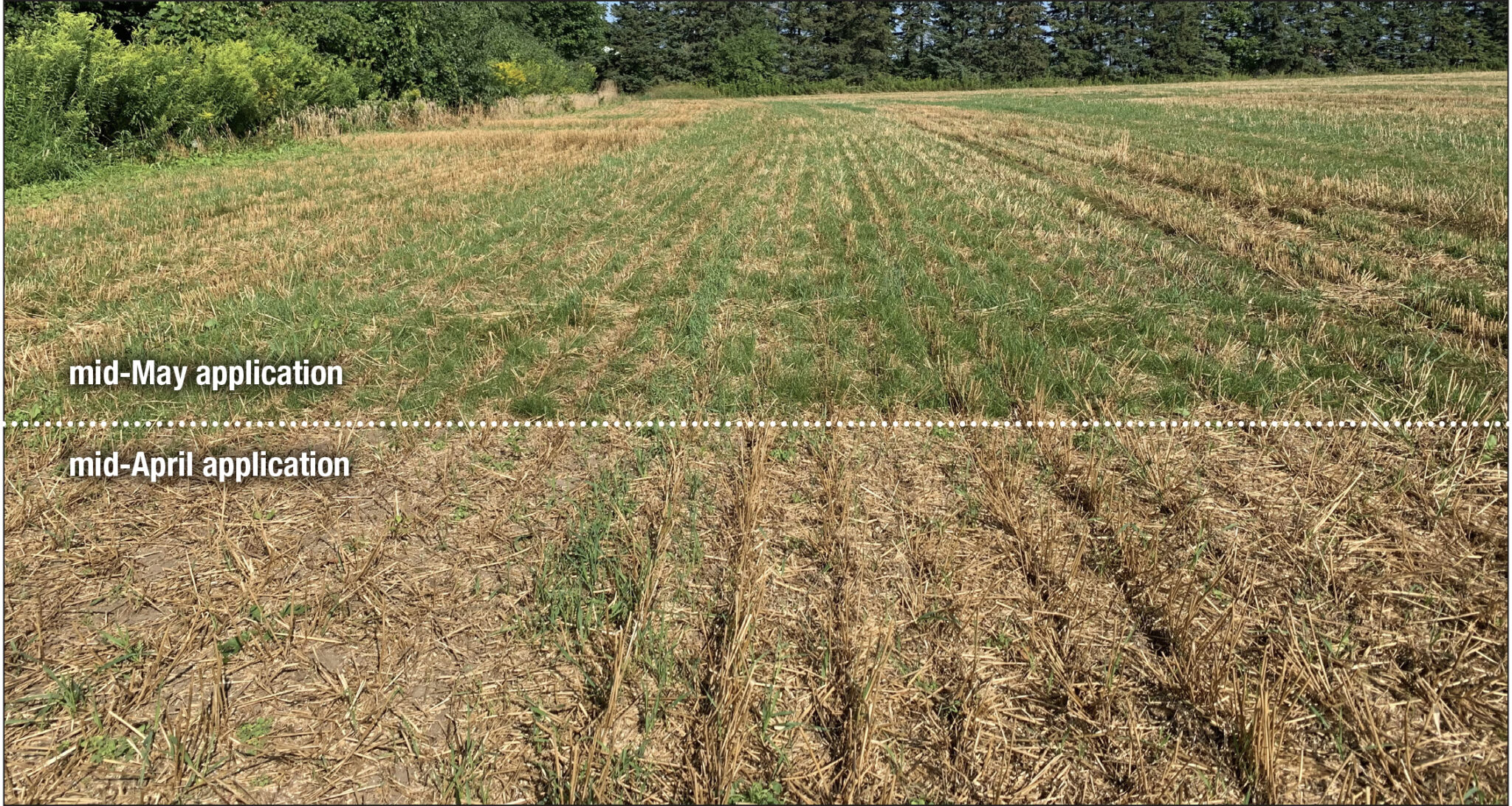How do I control bluegrass in winter wheat? – Field Crop News
