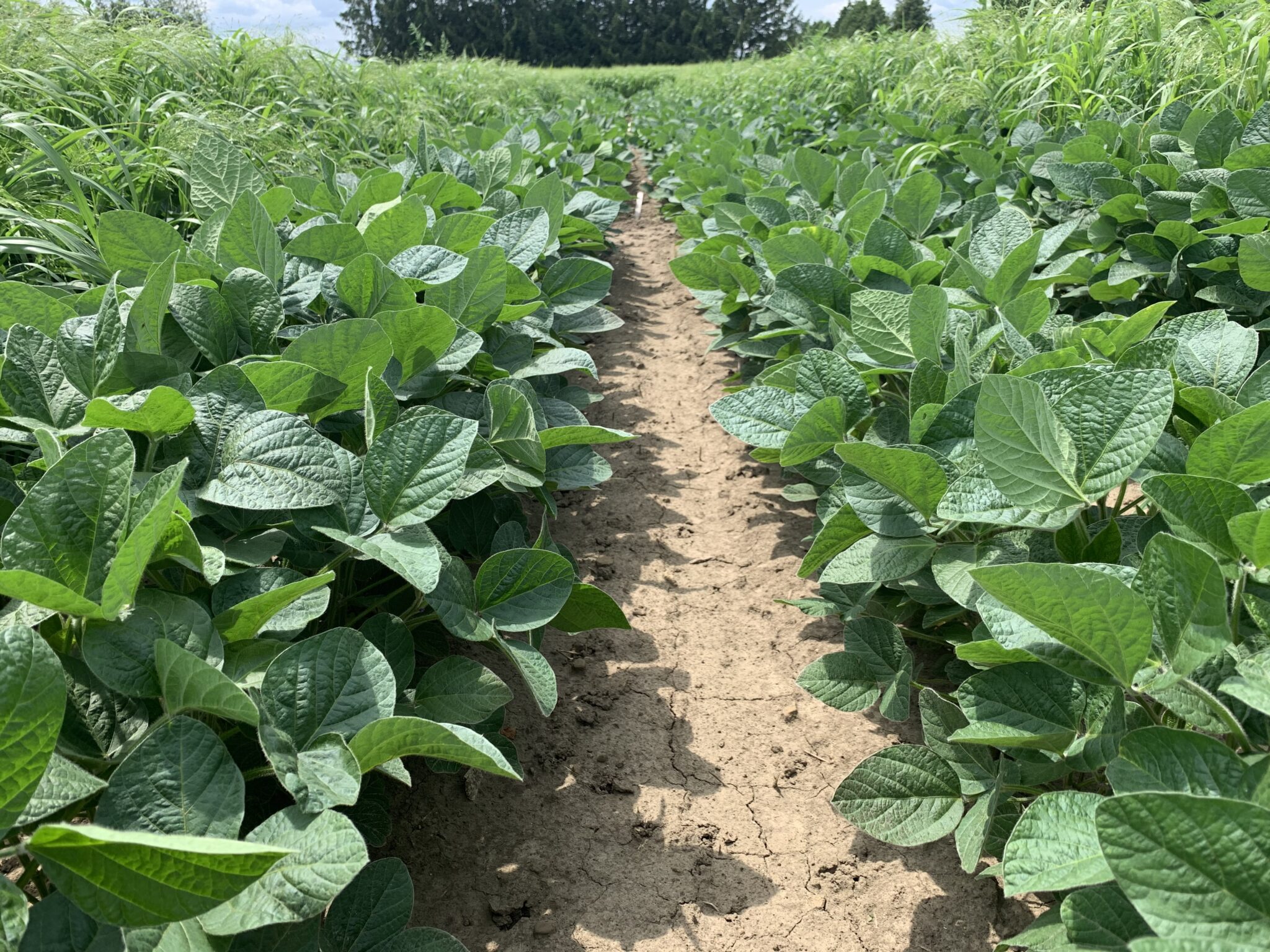 Optimizing the performance of glyphosate in field crops – Field Crop News