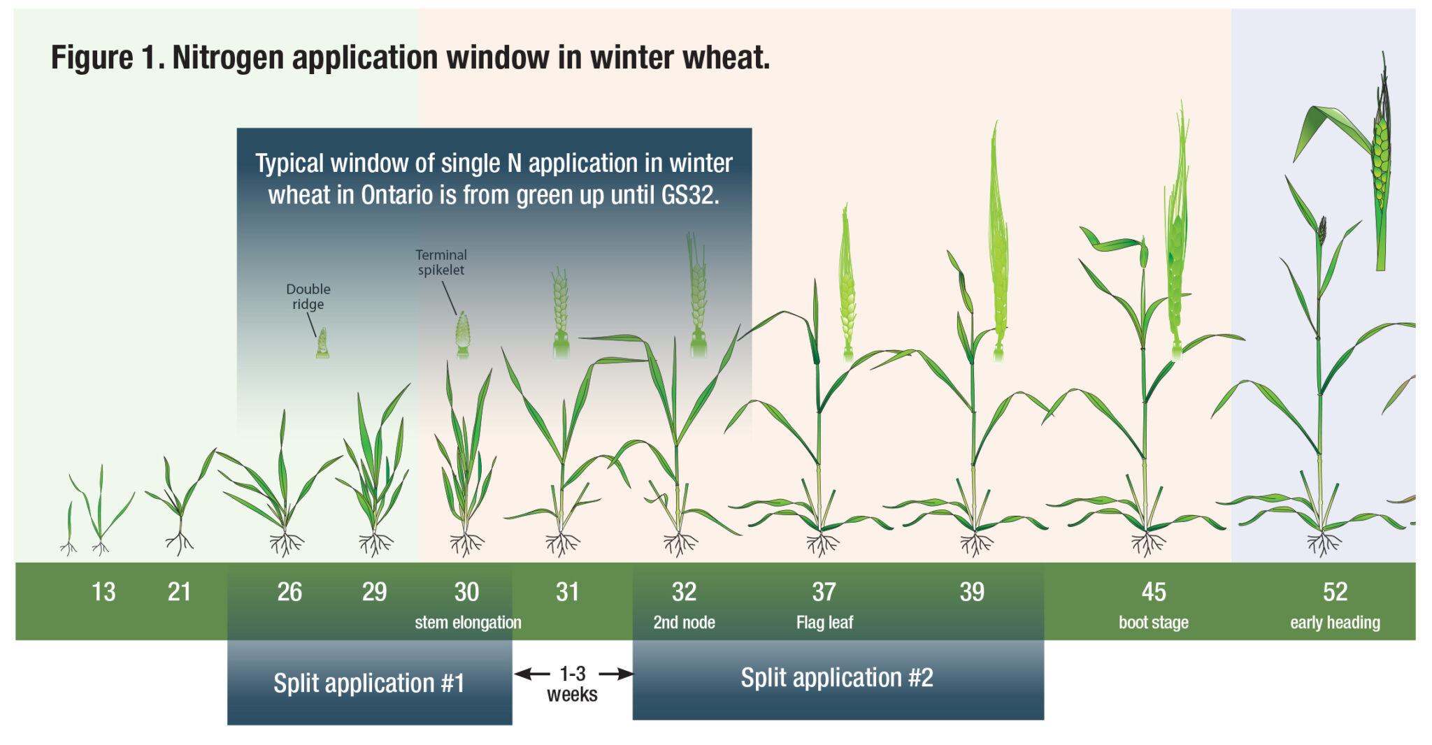 Should I Split Apply Nitrogen In Winter Wheat Field Crop News