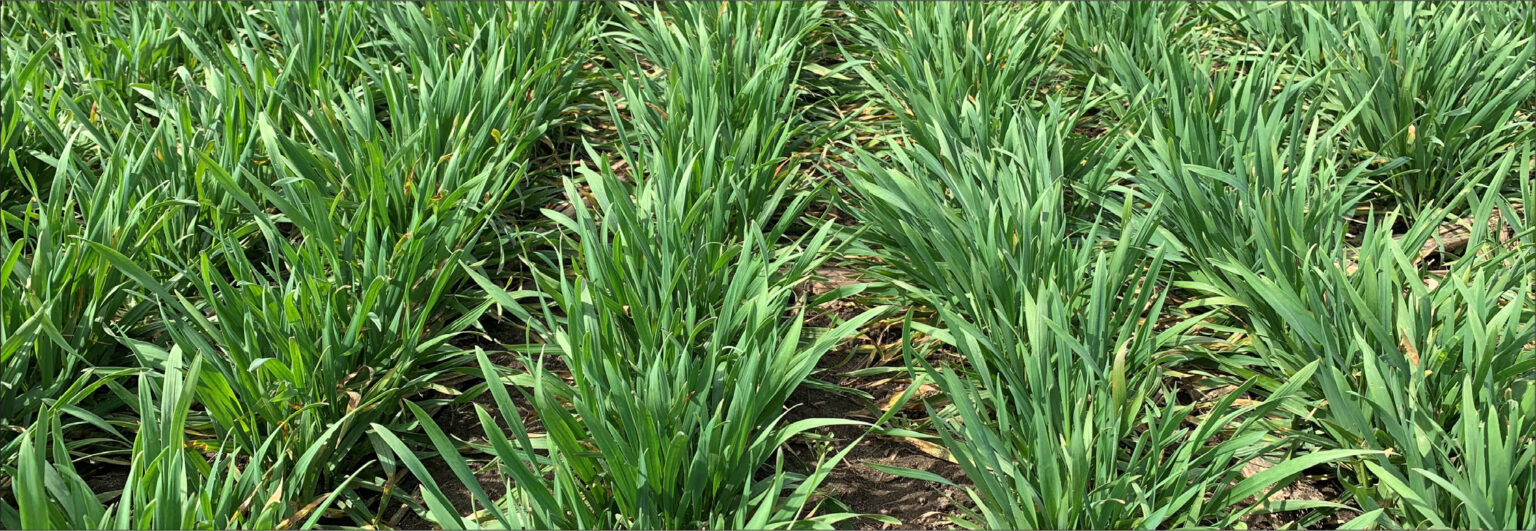 Should I Split Apply Nitrogen In Winter Wheat Field Crop News