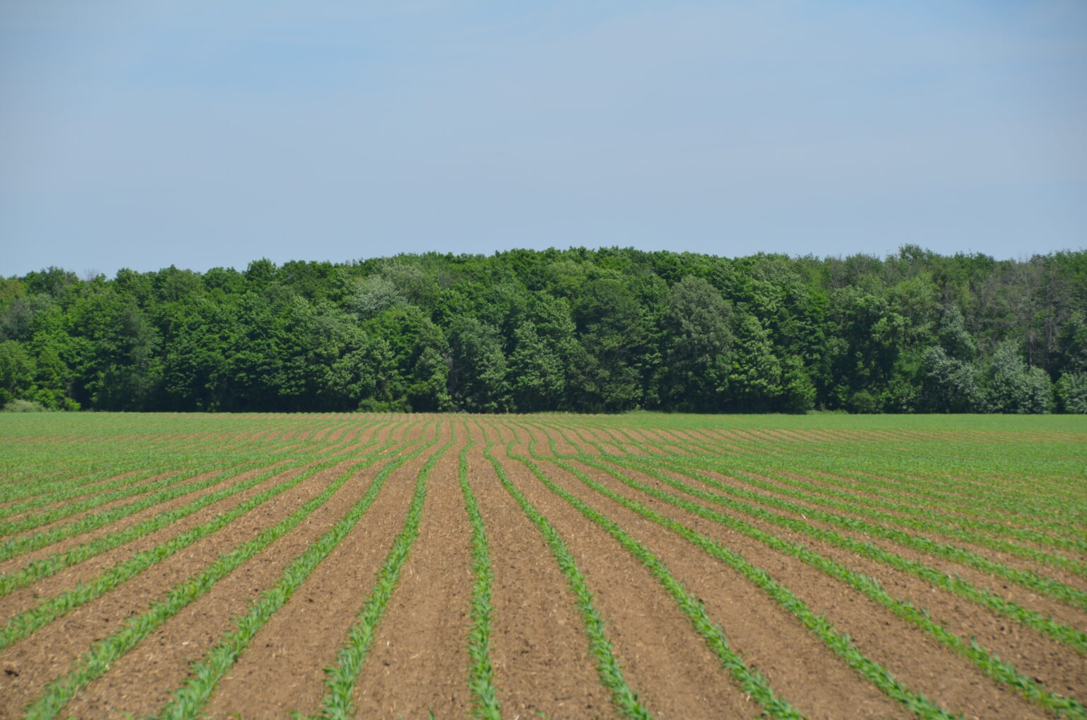 Nitrogen stabilizers: what are they and when do they make sense ...