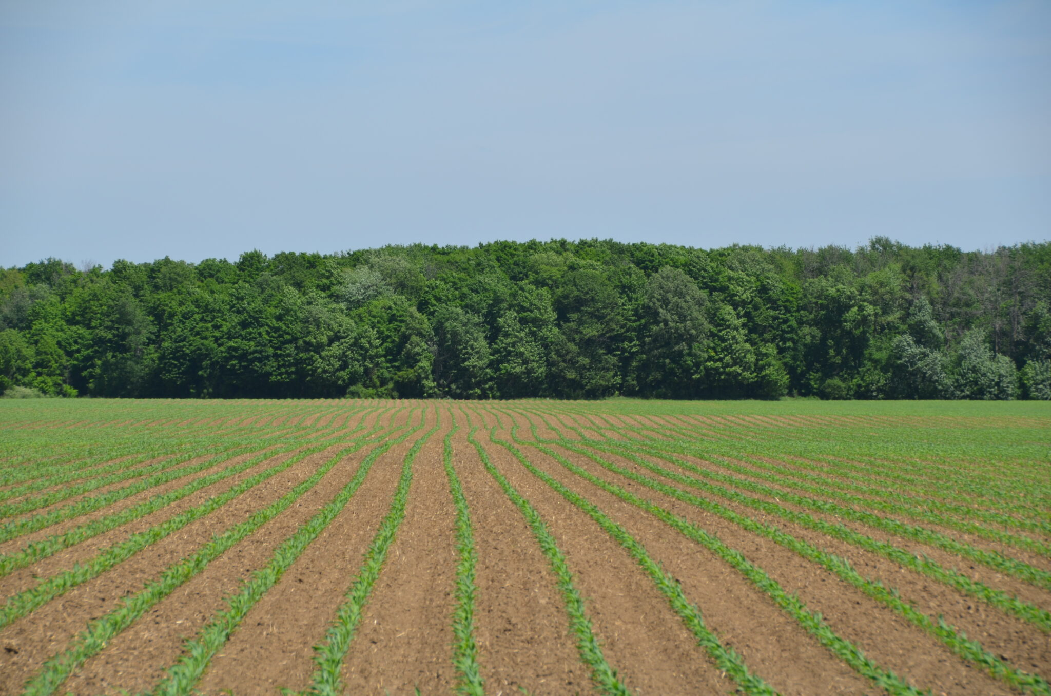 Nitrogen stabilizers: what are they and when do they make sense ...