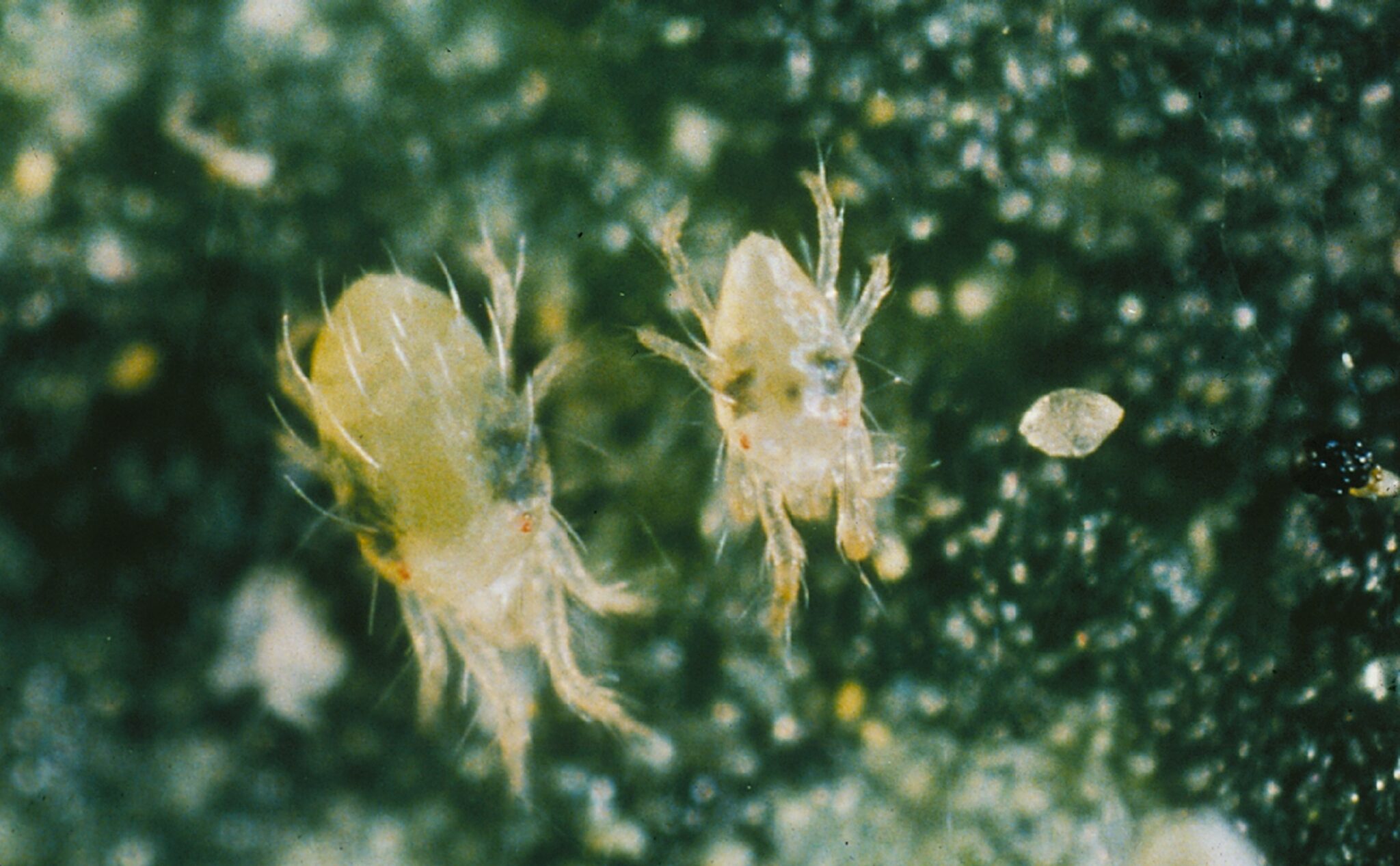 Dry Conditions Increase Spider Mite Risk – Report When Infestations ...